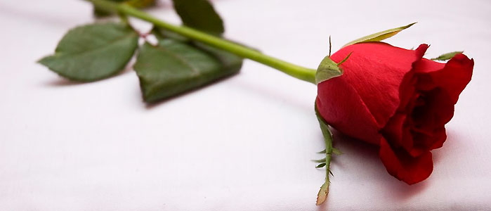 Egy szál vörös rózsa a felkészítő tanároknak - Váci Napló Online